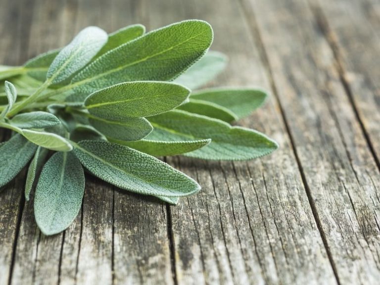 Como usar sálvia na comida - bemafiada.com